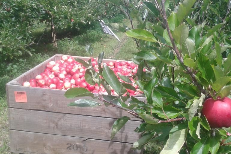 Glenmore Orchard | Mt Erin Group